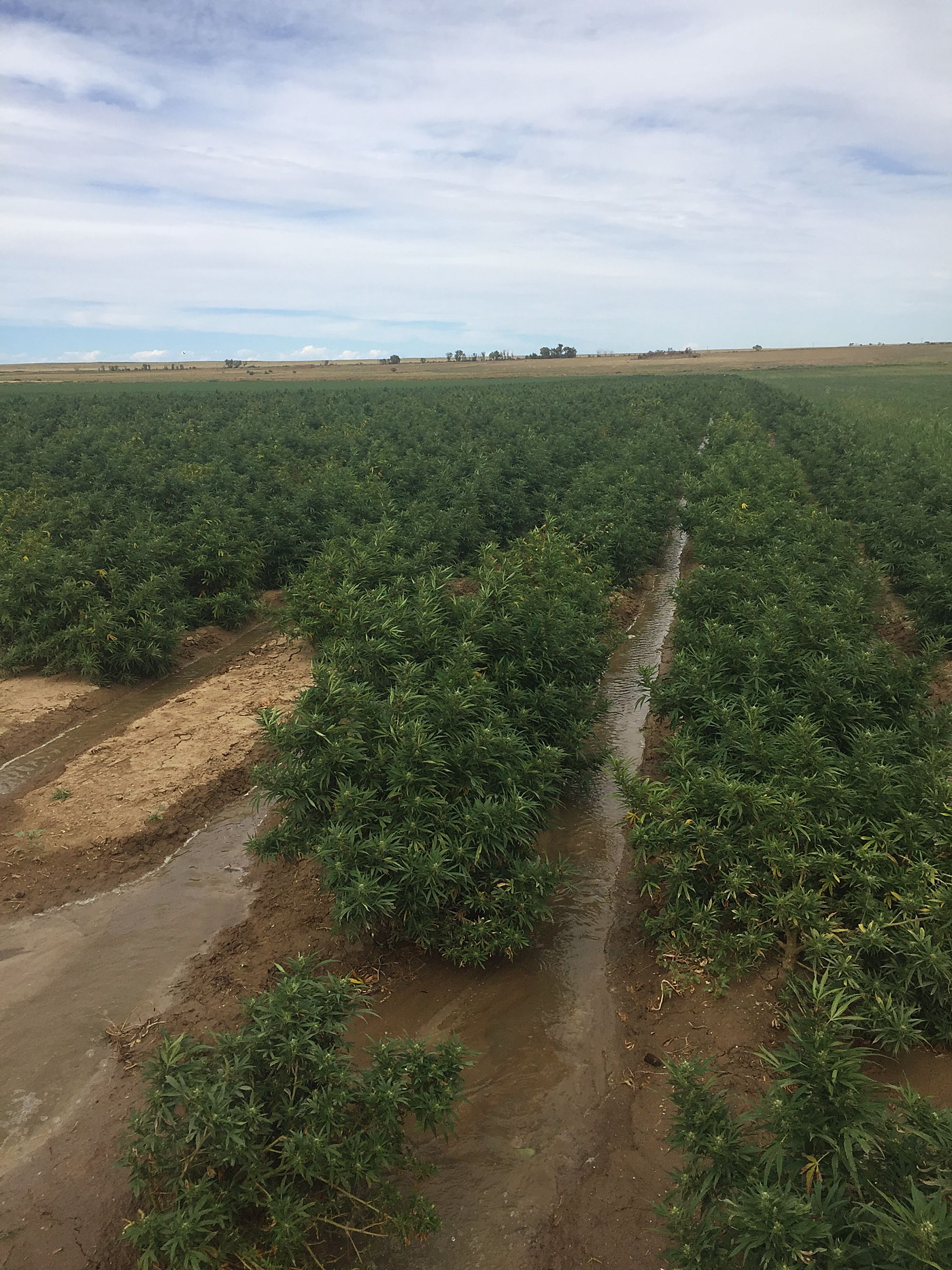 Hemp is changing the value of farm ground | TheFencePost.com