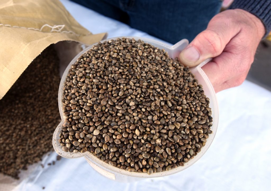 Industrial hemp production: A risk assessment | TheFencePost.com