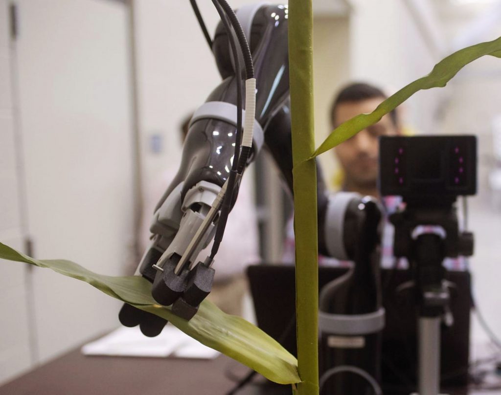 Researchers designing robots to select corn plants for hybrid breeding ...