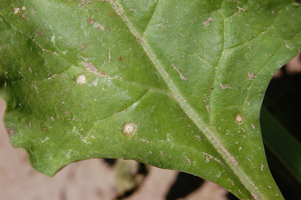 Cercospera leaf spot observed in Panhandle – be aware | TheFencePost.com