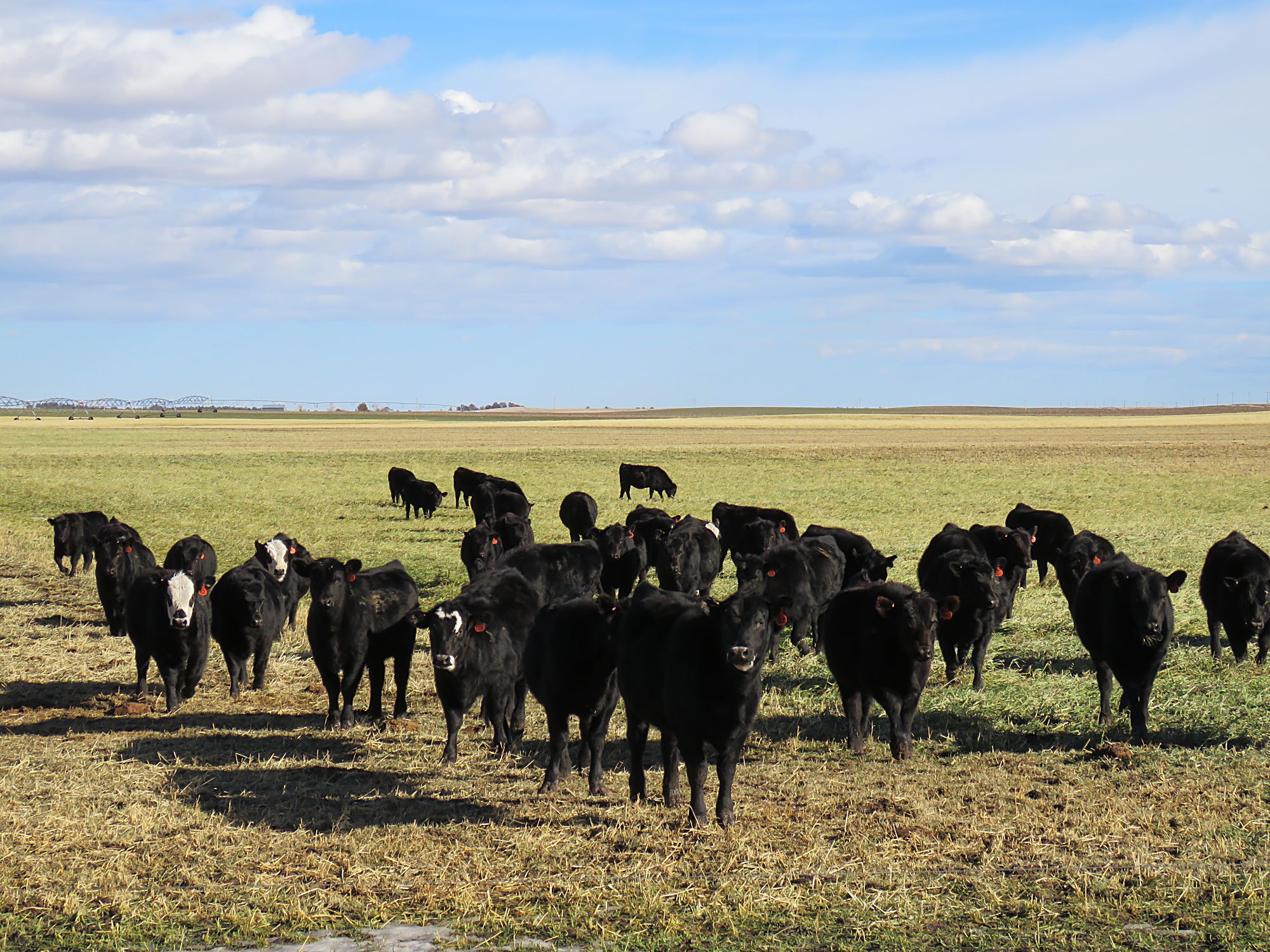 Flexibility making stocker cattle more popular | TheFencePost.com