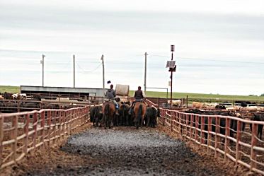 The search for stockmen | TheFencePost.com