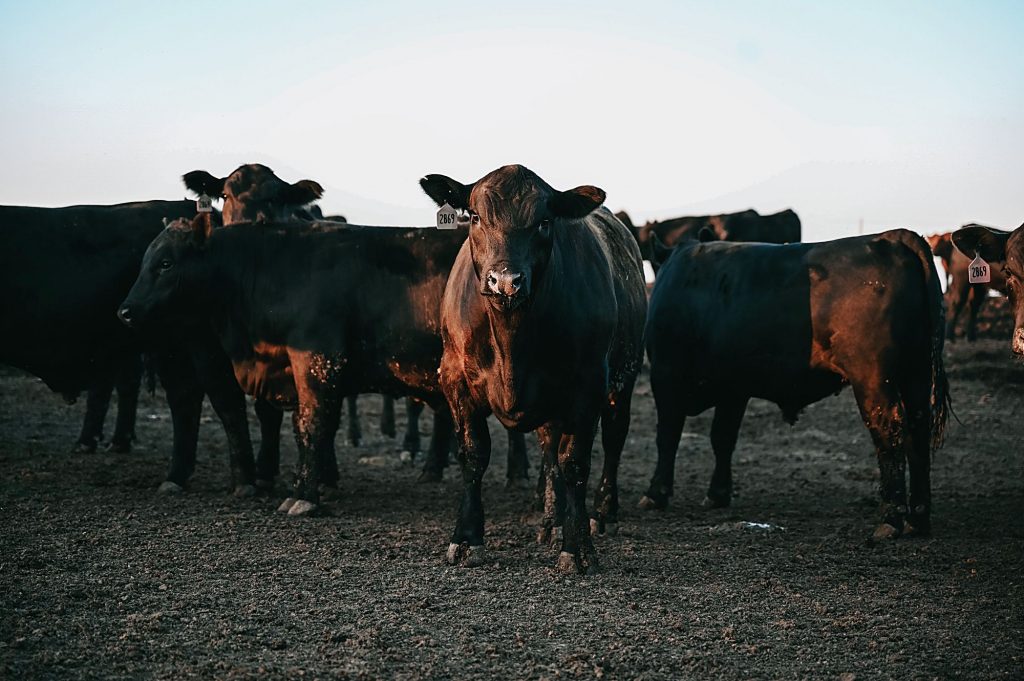 Timmerman family receives CAB honors | TheFencePost.com