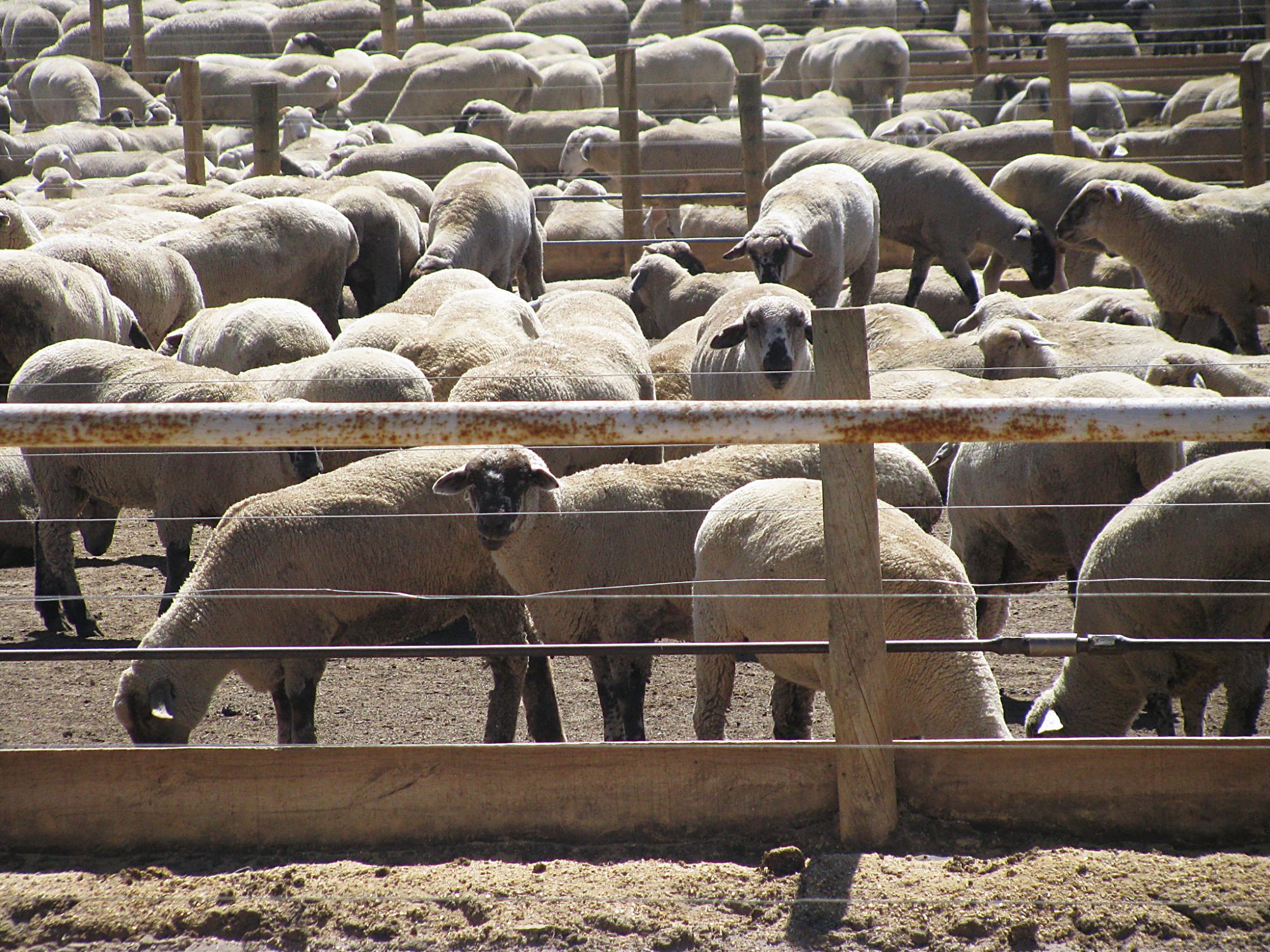 Sheep producers may benefit from ram trait breeding program ...