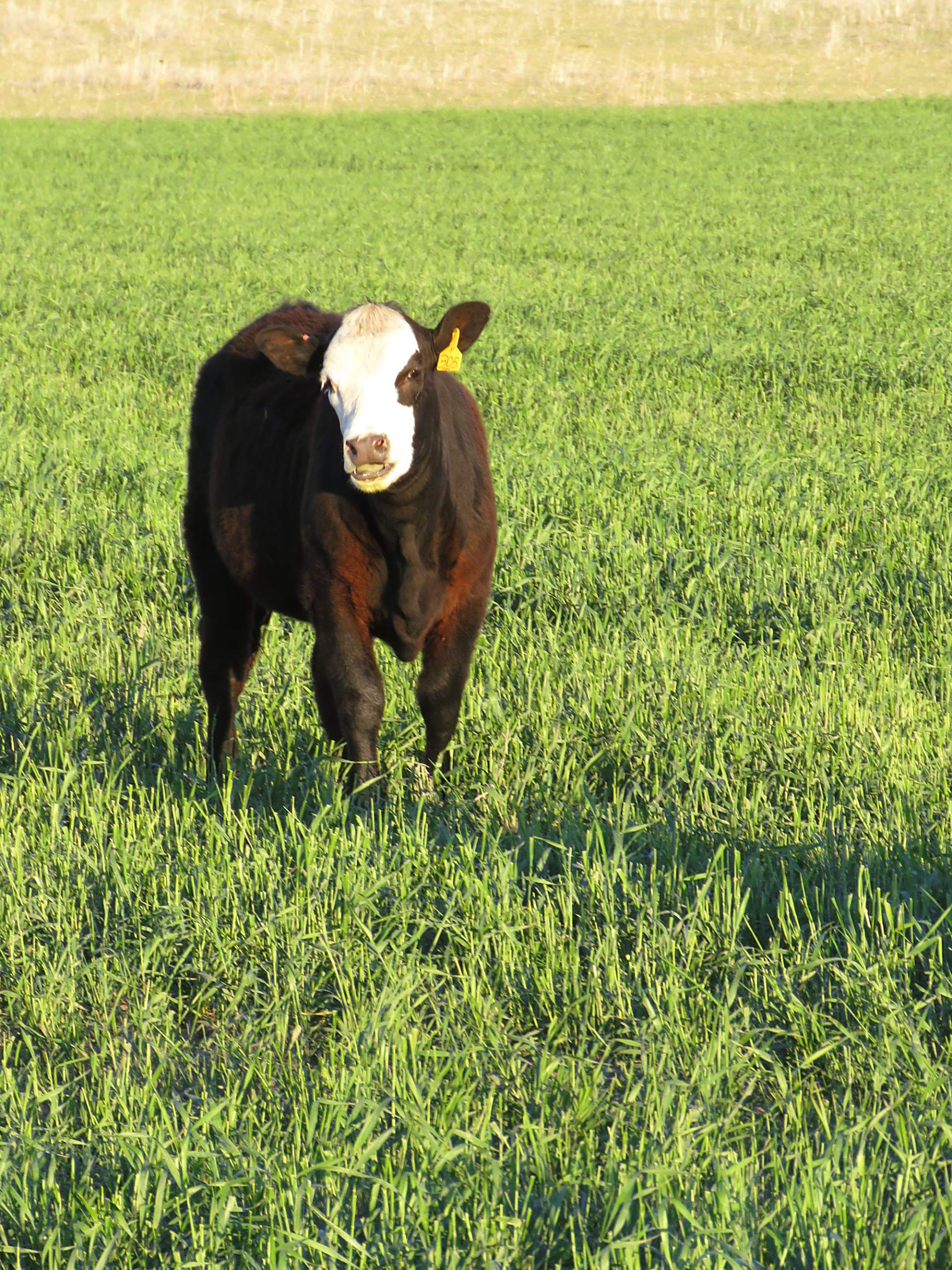 Backgrounding savvy increases gains in calves | TheFencePost.com