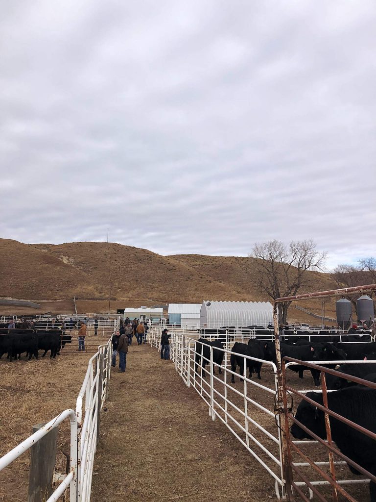 Connealy Angus Ranch | TheFencePost.com