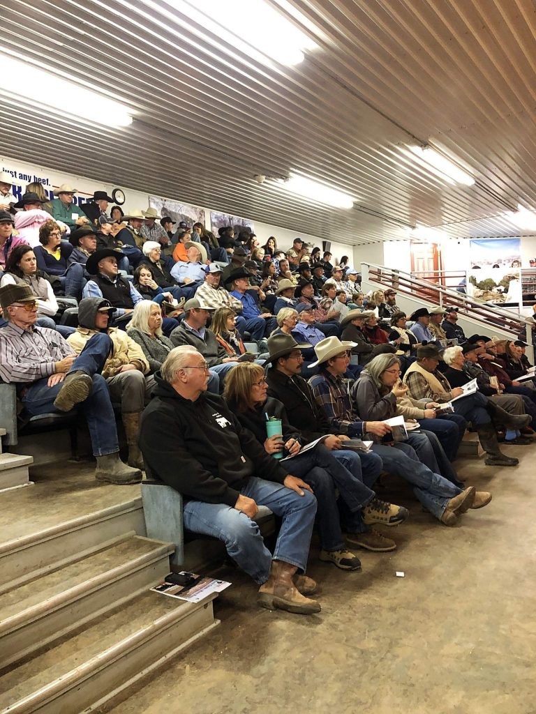 Redland Angus “Range Calved-Range Raised” Annual Bull Sale ...