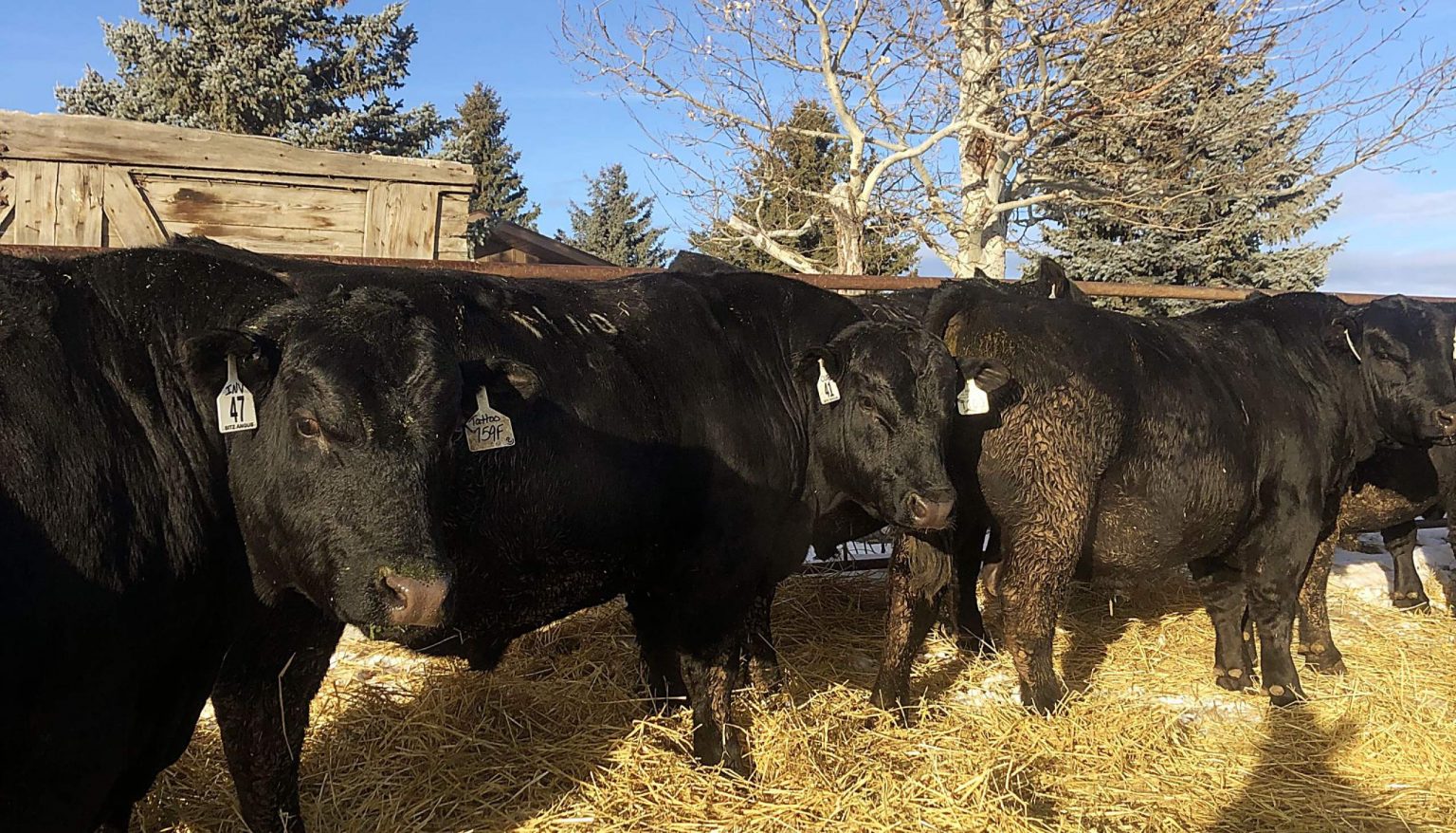 Sitz Angus 54th Annual Fall Bull & Female Sale | TheFencePost.com