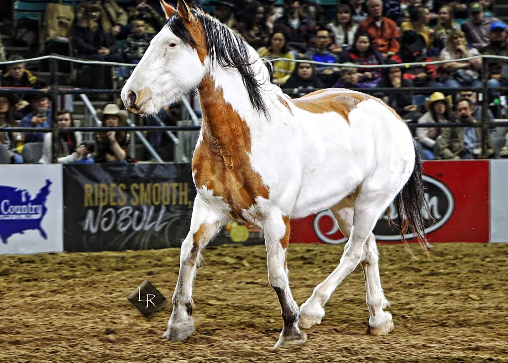 2020 Colorado vs. The World Rodeo at the National Western Stock Show ...