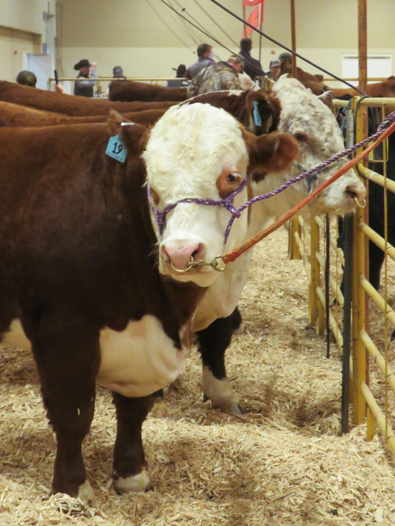 How low to go when selecting bulls for birth weight | TheFencePost.com
