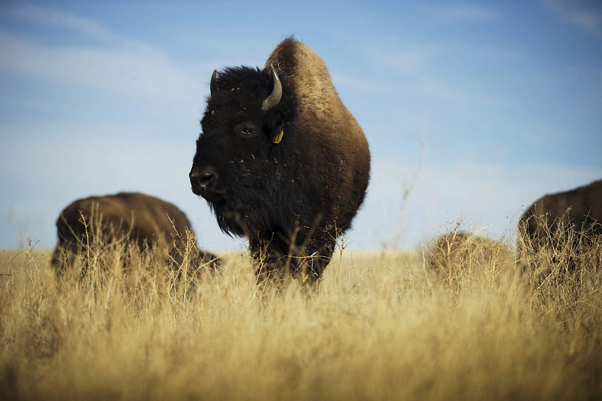 Celebrate 2024 National Bison Day Nov. 2 | TheFencePost.com