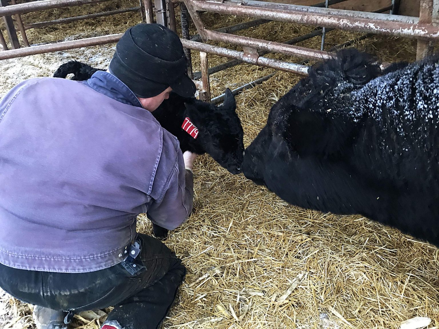 Warming calves best practices | TheFencePost.com