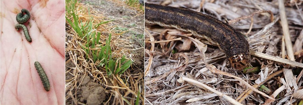 Army cutworm scouting urged in western Nebraska wheat, alfalfa ...