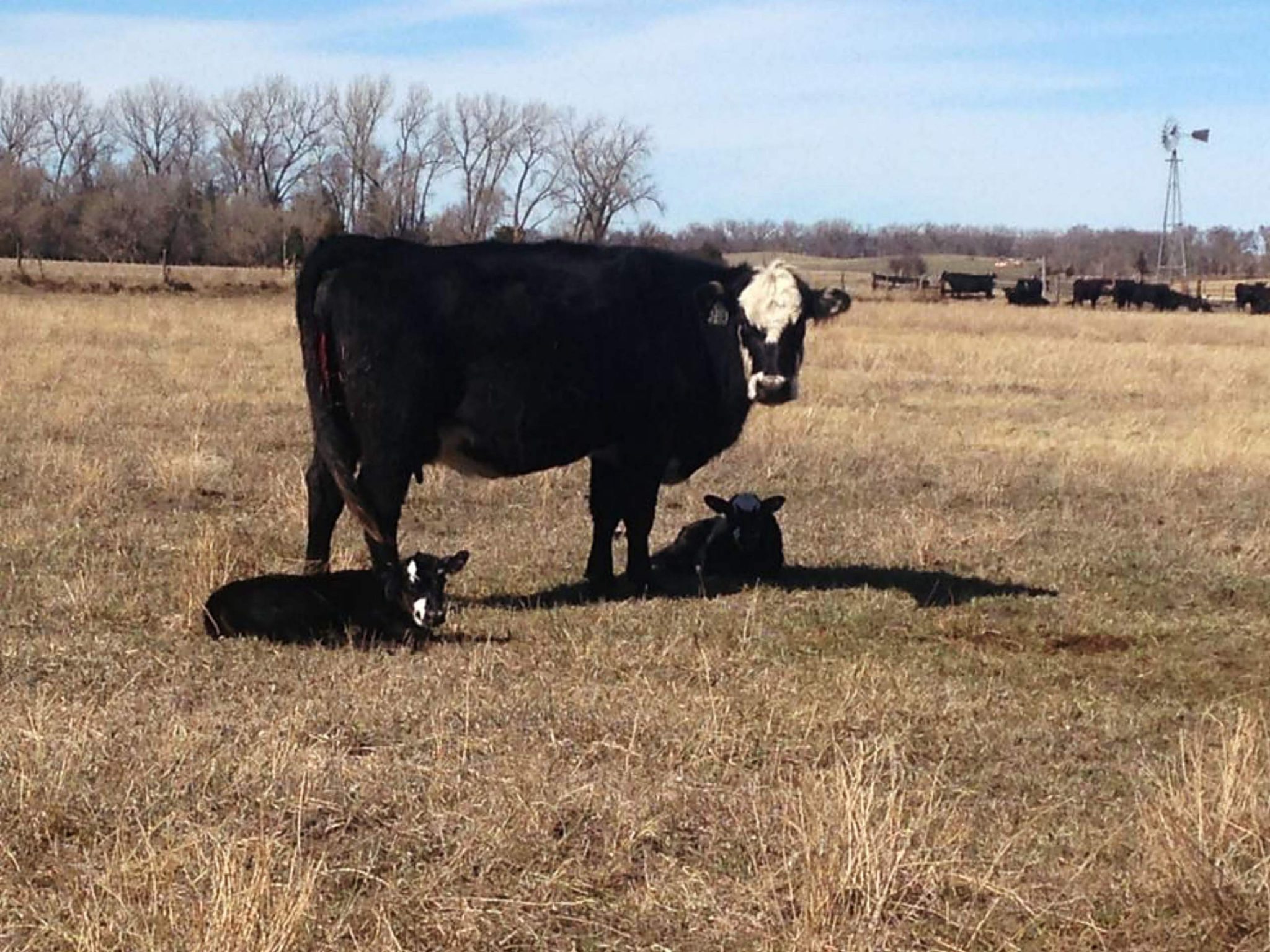 Seeing double: Calving twins | TheFencePost.com