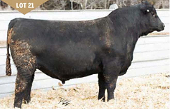 TD Angus at Rishel Ranch | TheFencePost.com