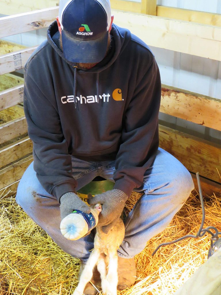 Burgett shows producers ways to successfully raise orphan lambs ...