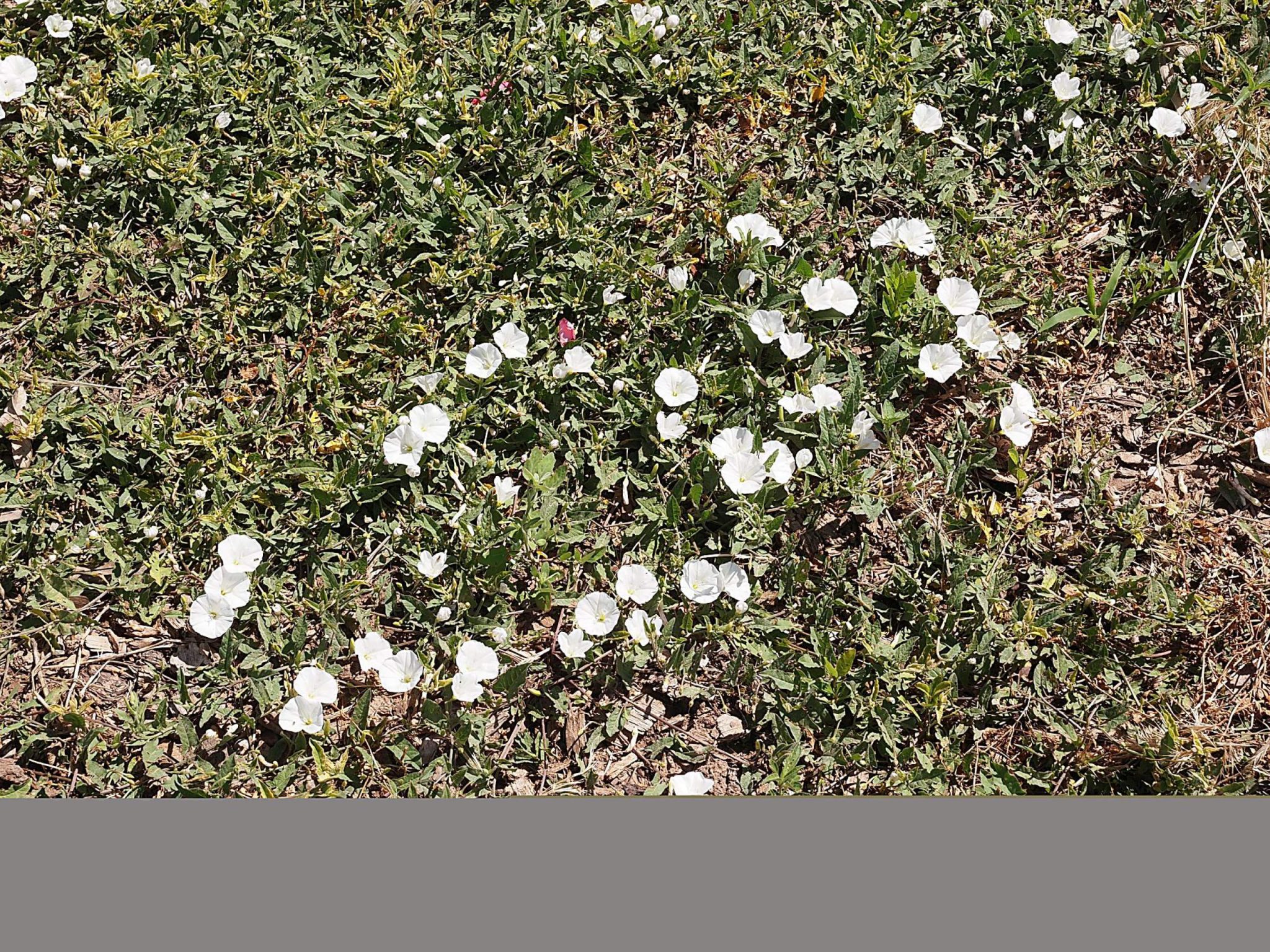 Invasive weeds: Field bindweed | TheFencePost.com