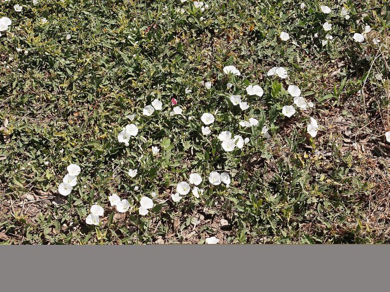Invasive weeds: Field bindweed | TheFencePost.com