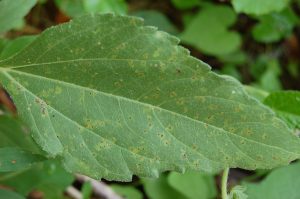 Be prepared for dry bean rust in 2020 | TheFencePost.com