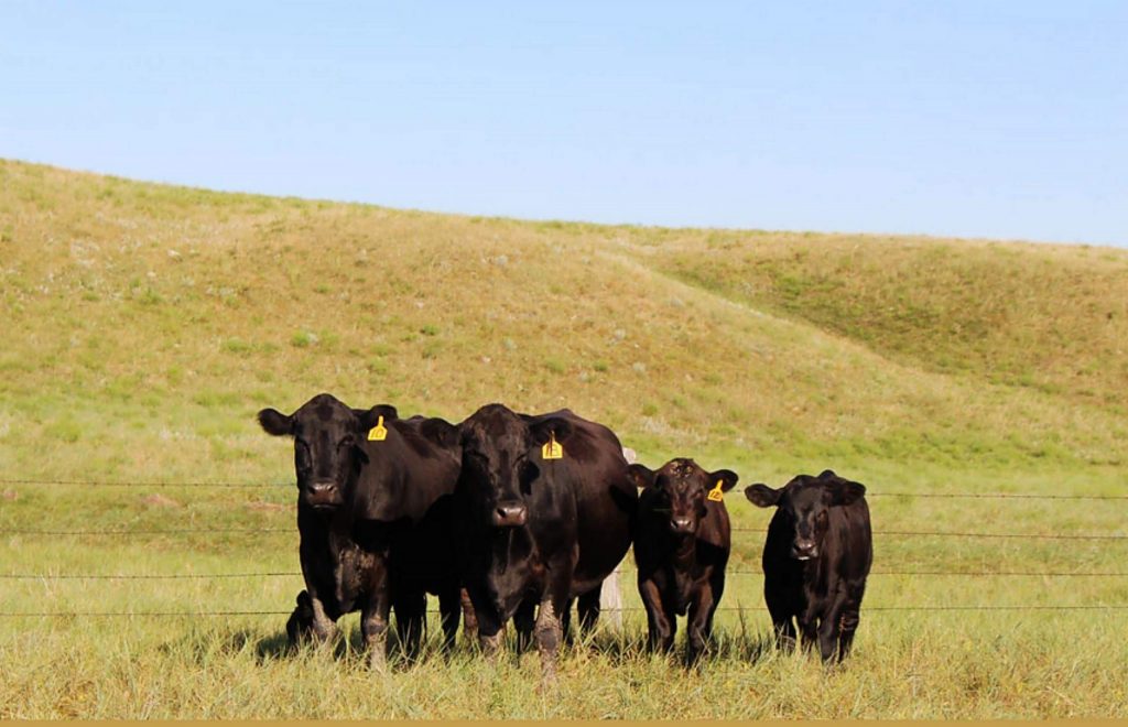Task force releases new Beef Industry Long Range Plan fo 2021-2025 ...