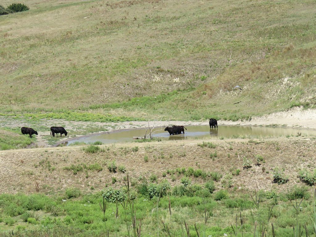 Find the opportunities during drought | TheFencePost.com