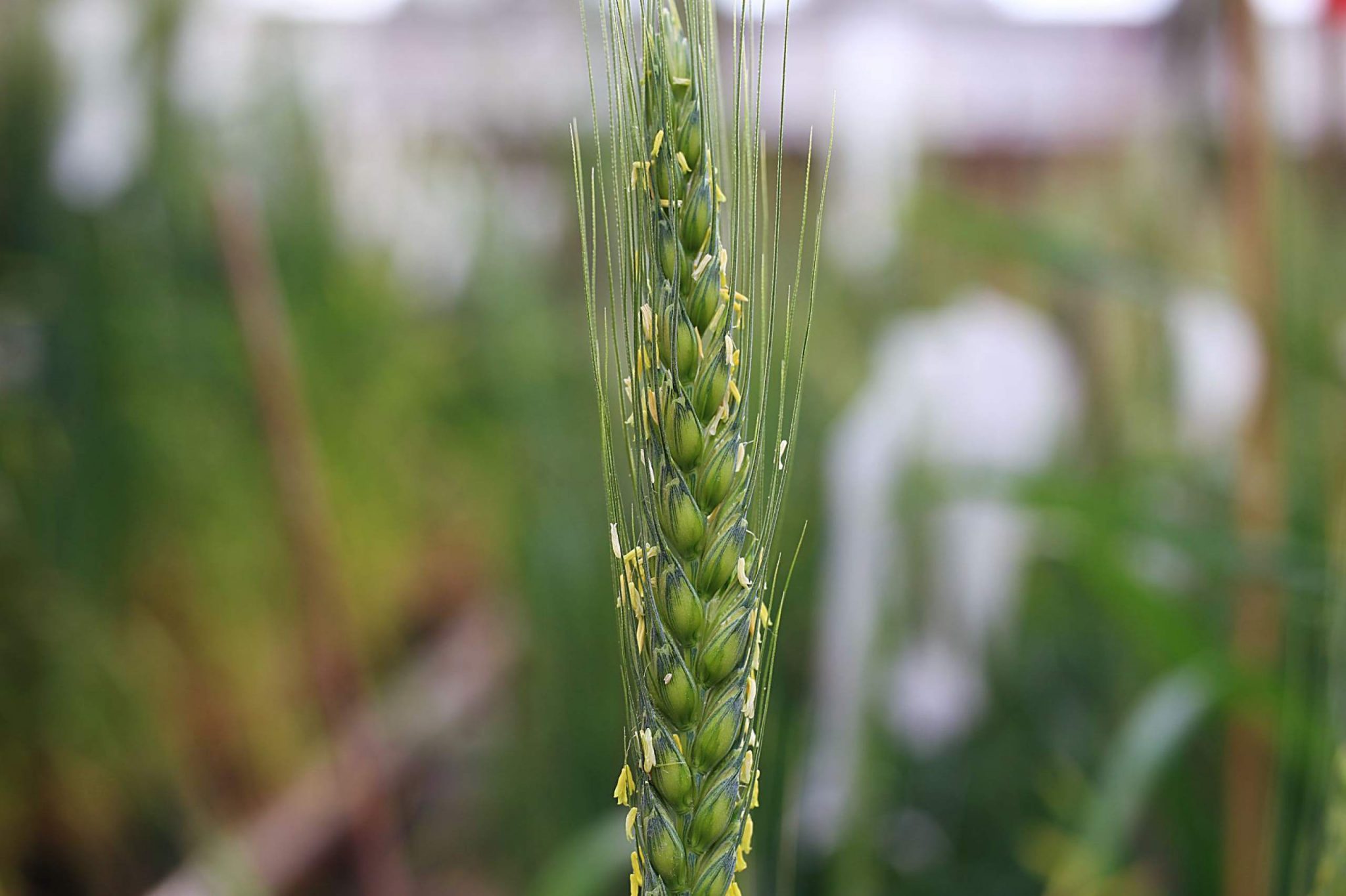 Husker researcher awarded $650,000 for hybrid wheat research ...