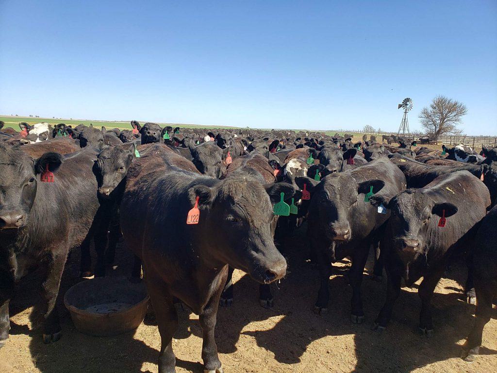 U.S. CattleTrace offering ultra-high frequency tags for livestock ...