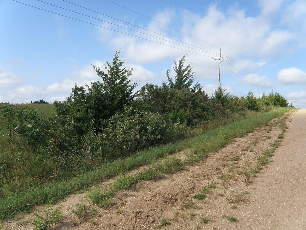 Eastern red cedar control critical to rangeland health, grass ...