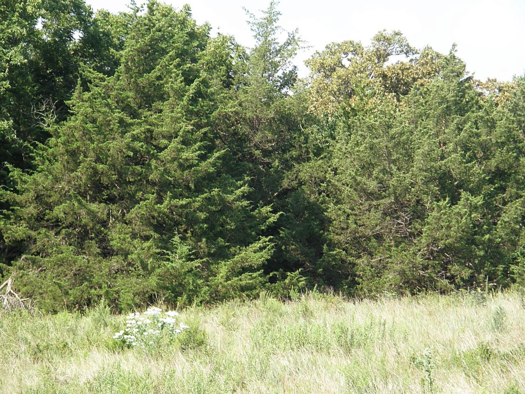Eastern red cedar control critical to rangeland health, grass ...