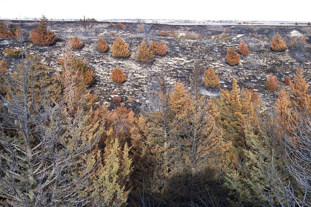 Eastern red cedar control critical to rangeland health, grass ...