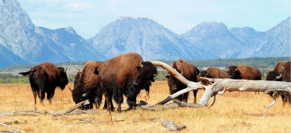Bison studies center to be established in South Dakota | TheFencePost.com