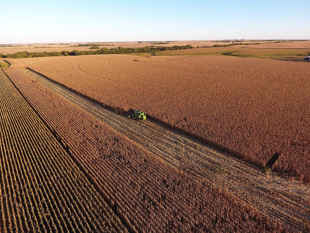 Kansas family grows fresh from the farm popcorn | TheFencePost.com