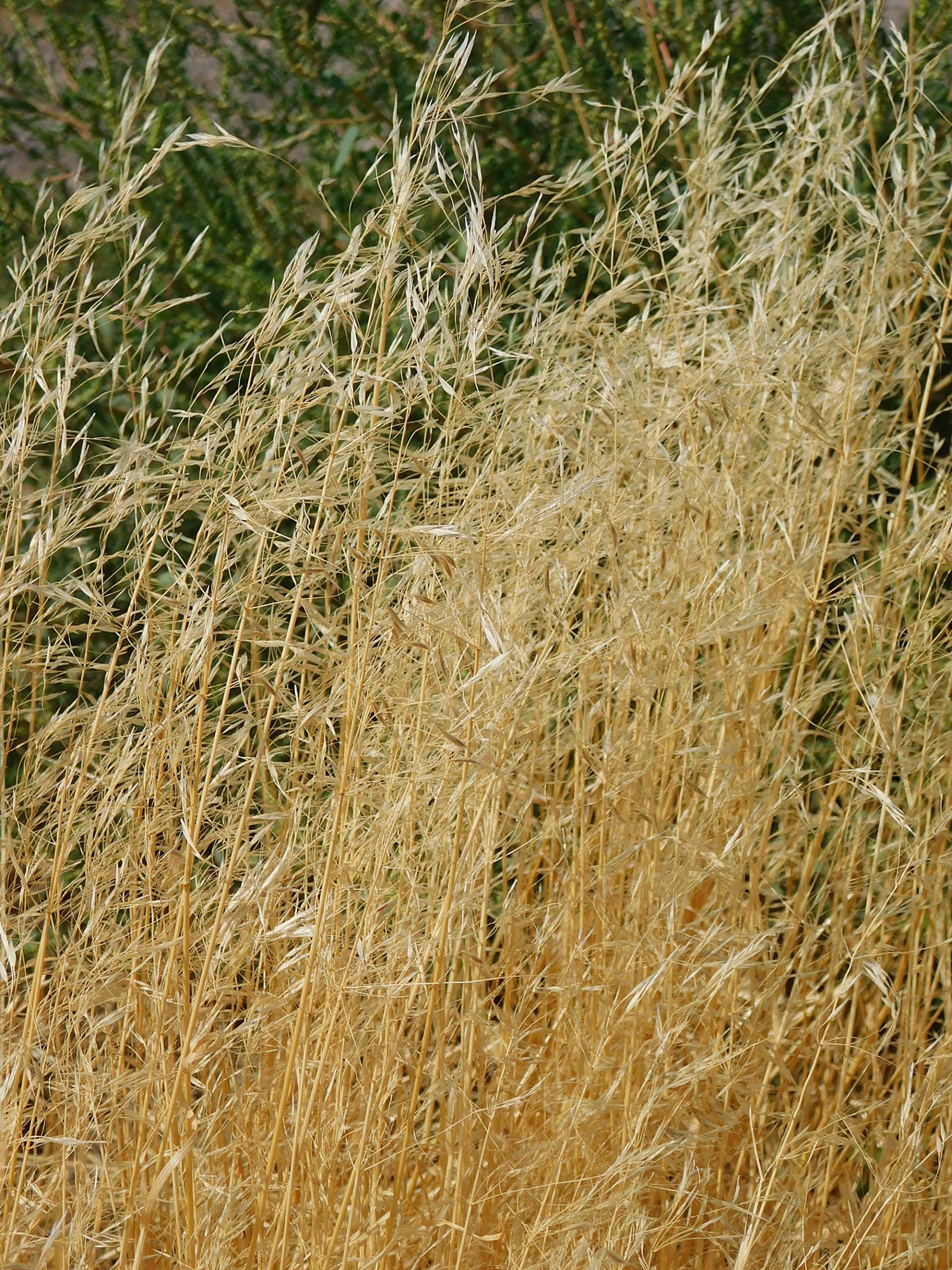 Dry weather prompts more cheatgrass development | TheFencePost.com
