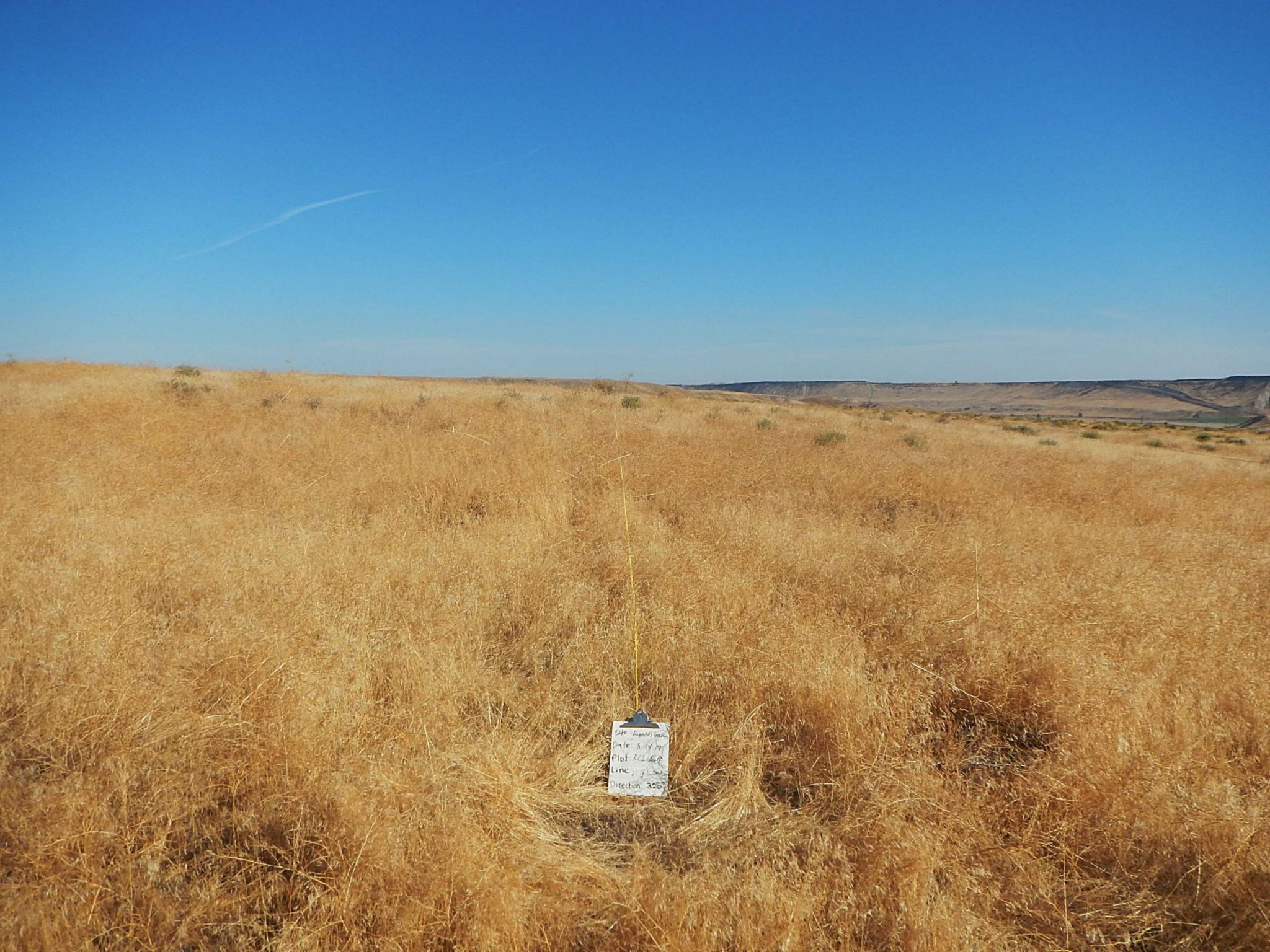 PLC welcomes study that says cattle do not spread cheatgrass ...