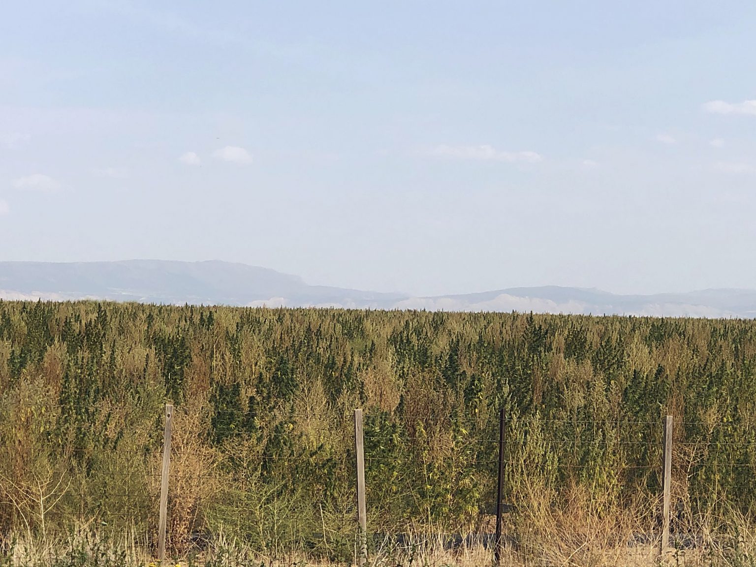 Hemp industry: High, dry, and dying on the vine | TheFencePost.com