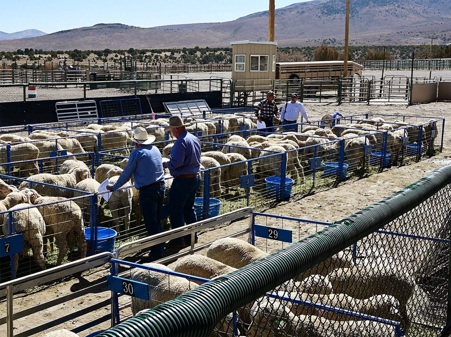 Annual sheep sale held for new agricultural research and Extension ...