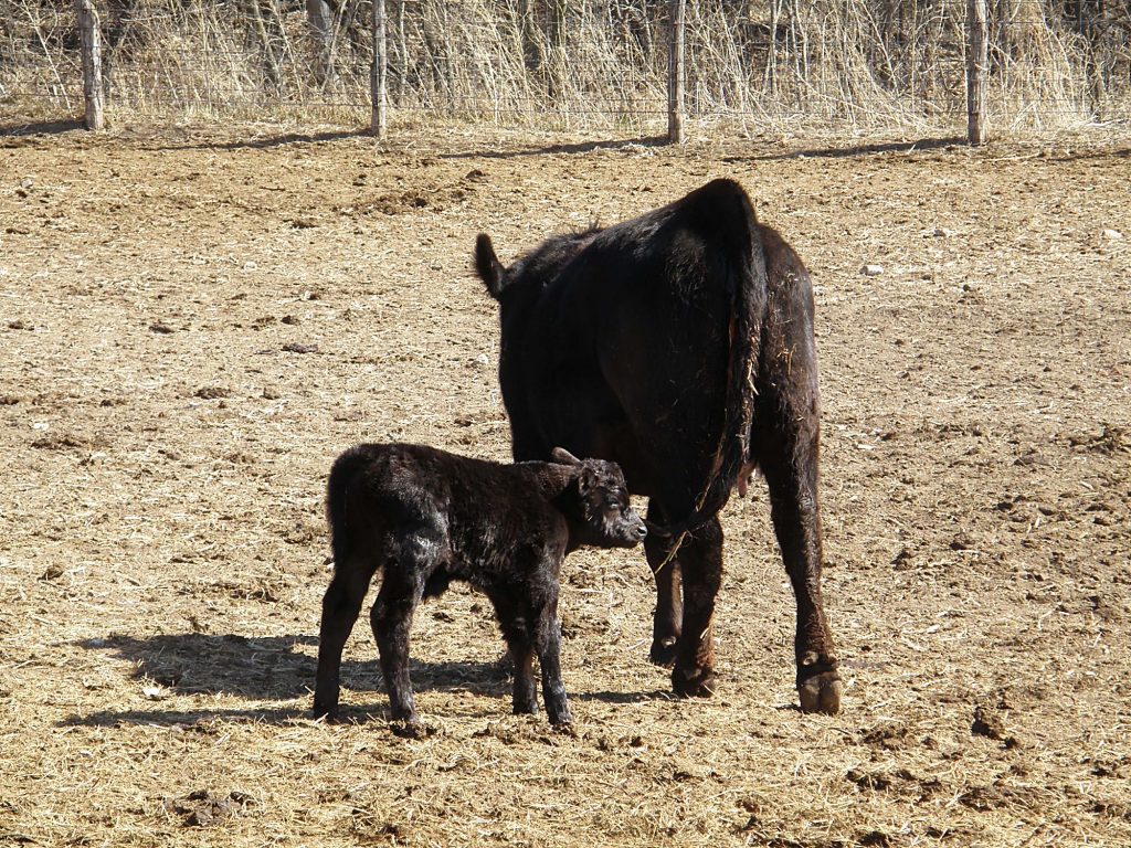 Livestock producers learn about exporting breeding stock, genetics at ...
