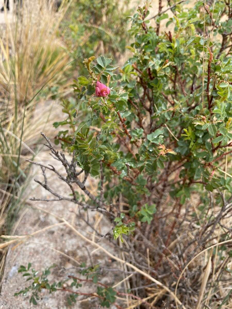 Amache Rose that once bore witness is blooming | TheFencePost.com