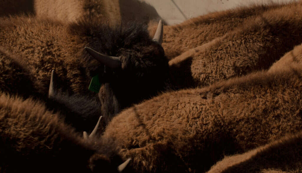 CSU, partners provide 39 Laramie Foothills bison to three Native ...