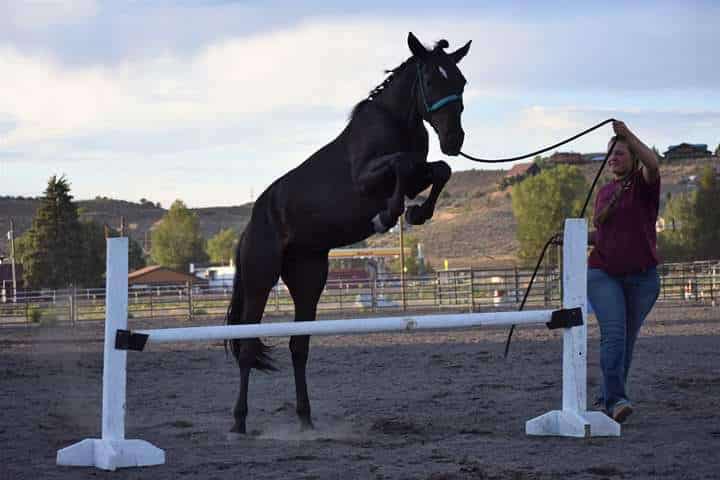 Training Mustangs at Wild To Mild Montrose | TheFencePost.com