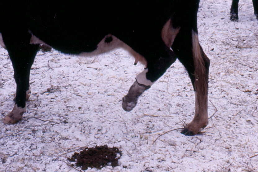 As temperatures drop, watch for fescue foot | TheFencePost.com