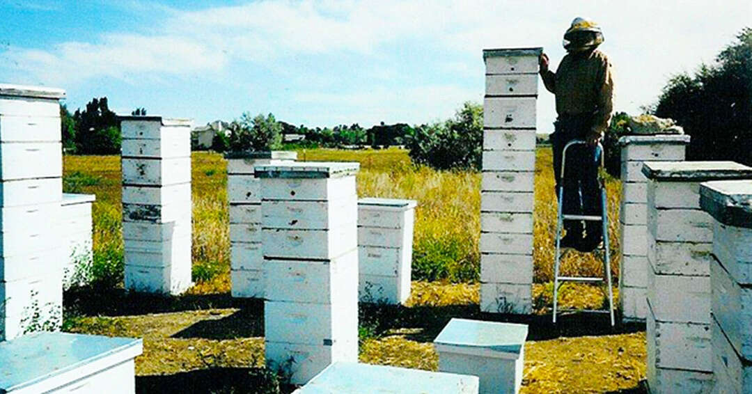 Telling the Bees: Beekeeper Tom Theobald’s passing | TheFencePost.com