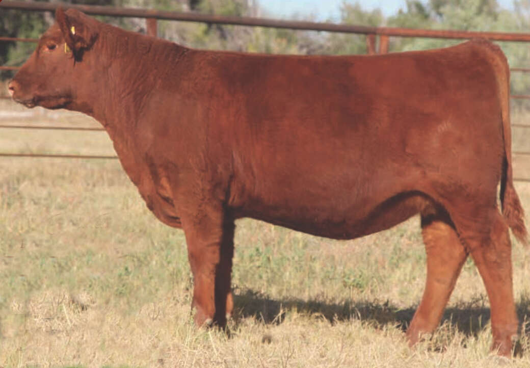 Pieper Red Angus Fall Run Production Sale | TheFencePost.com