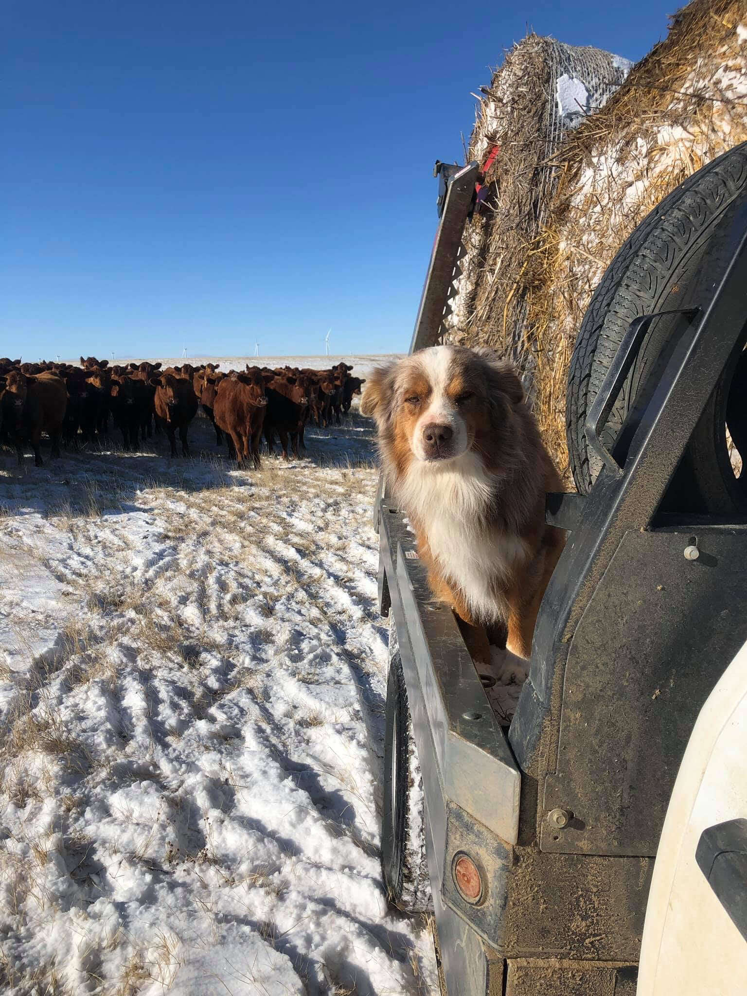 Rooney the ranch dog found and returned | TheFencePost.com