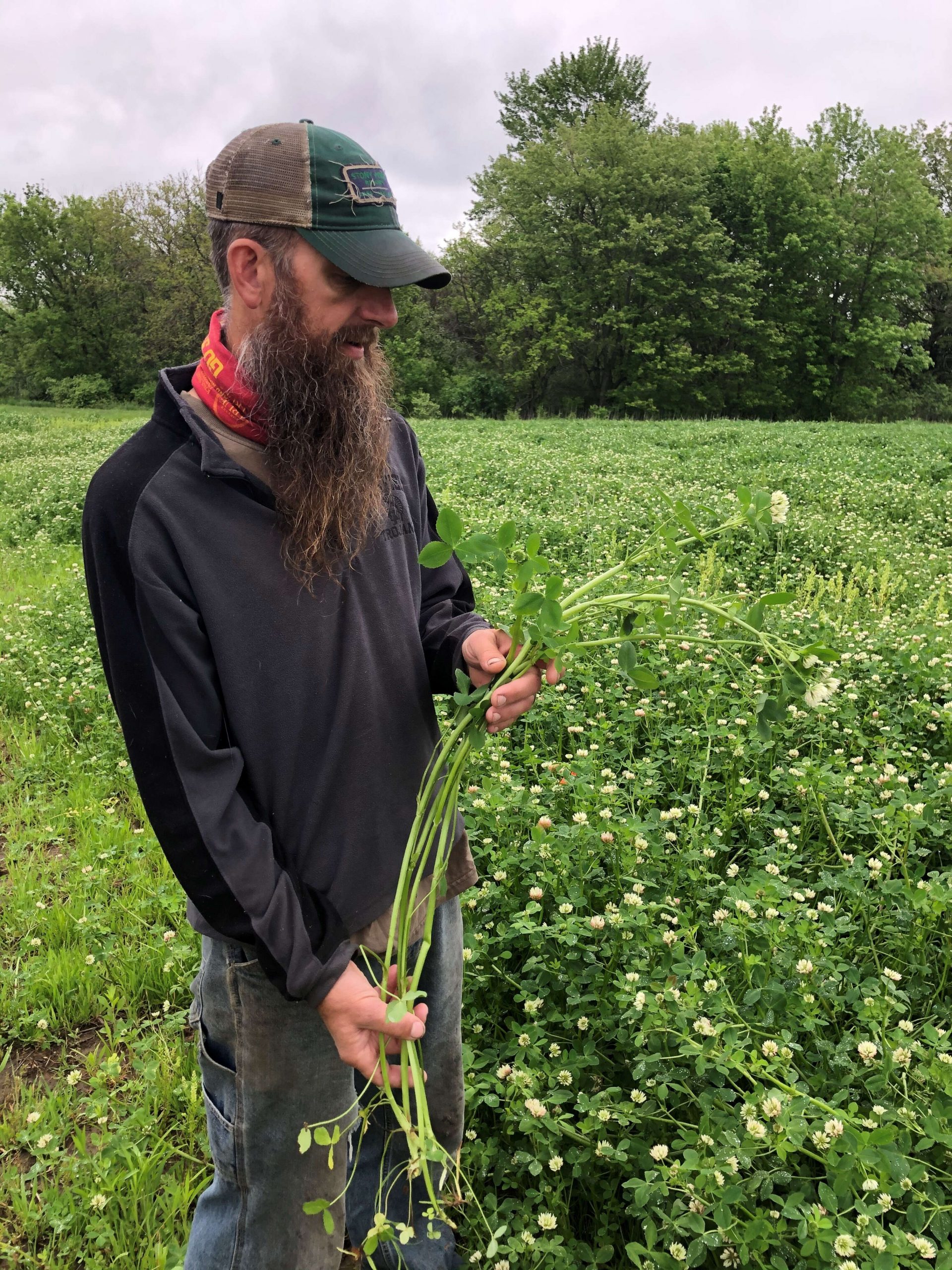 June Cover Crop Corner: How treating bees like livestock can benefit ...