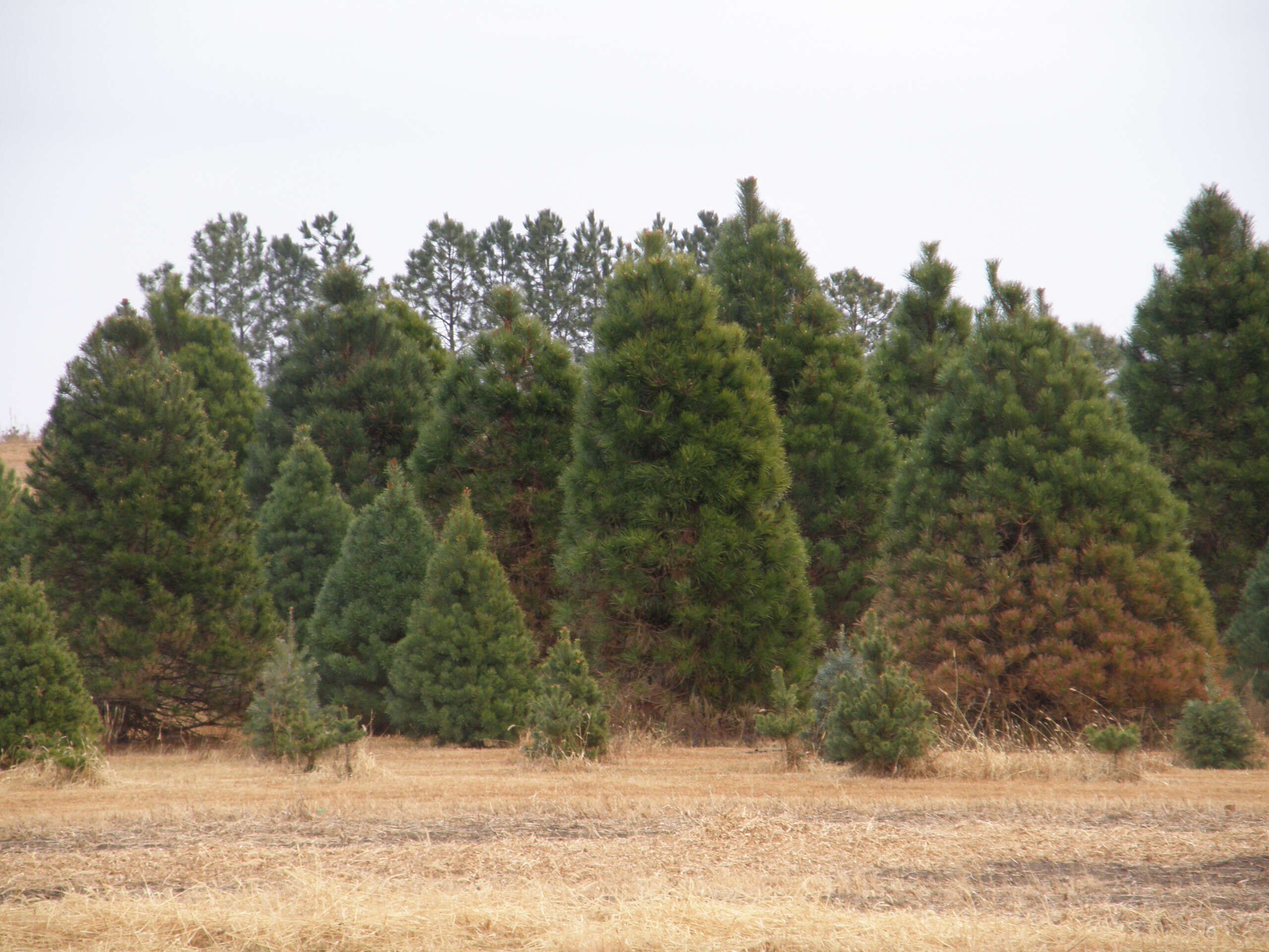 The holiday hustle | TheFencePost.com