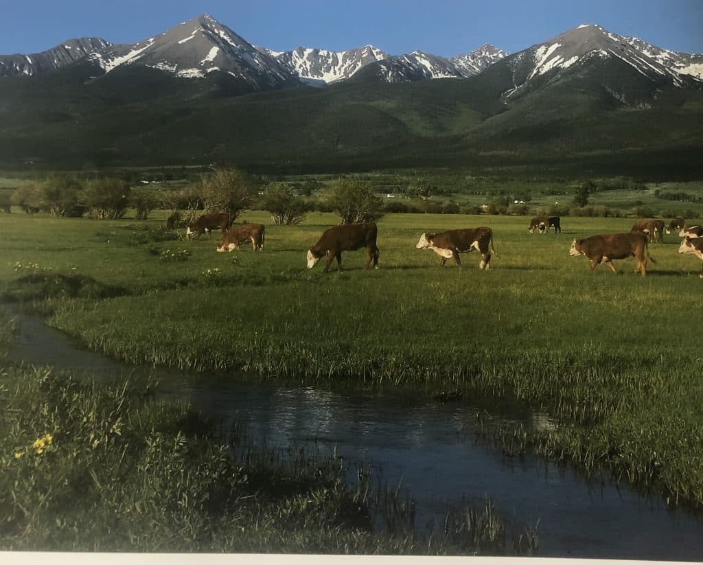 Reading cattle and kids: using the lessons from dad | TheFencePost.com