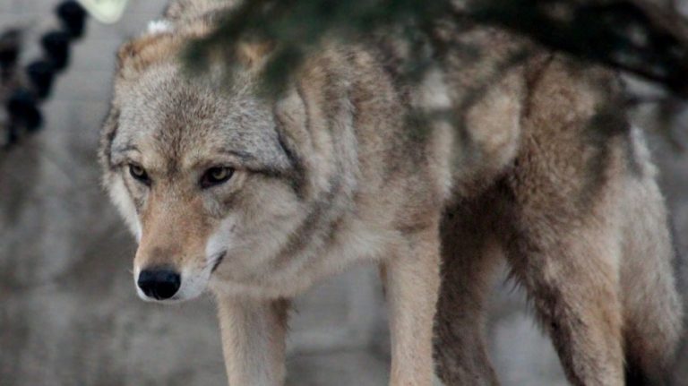 Copper Creek Pack captured; Adult male wolf underweight, injured and ...