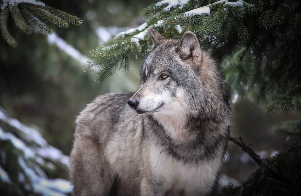 CPW draft wolf management plan mirrors TWG and SAG recommendations ...