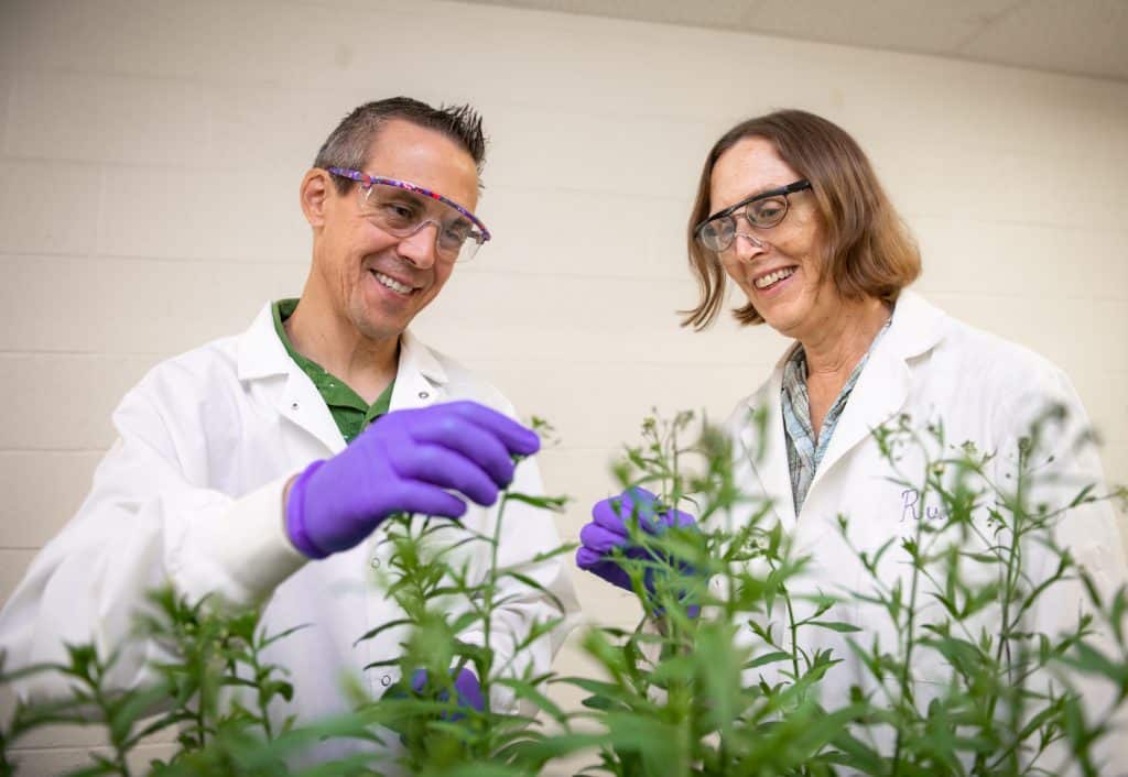 K-State scientists receive collaborative grant to advance biofuel ...